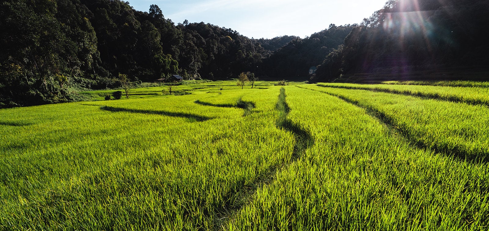 Rice field ,Aerial view of rice fields - Earth Buddies