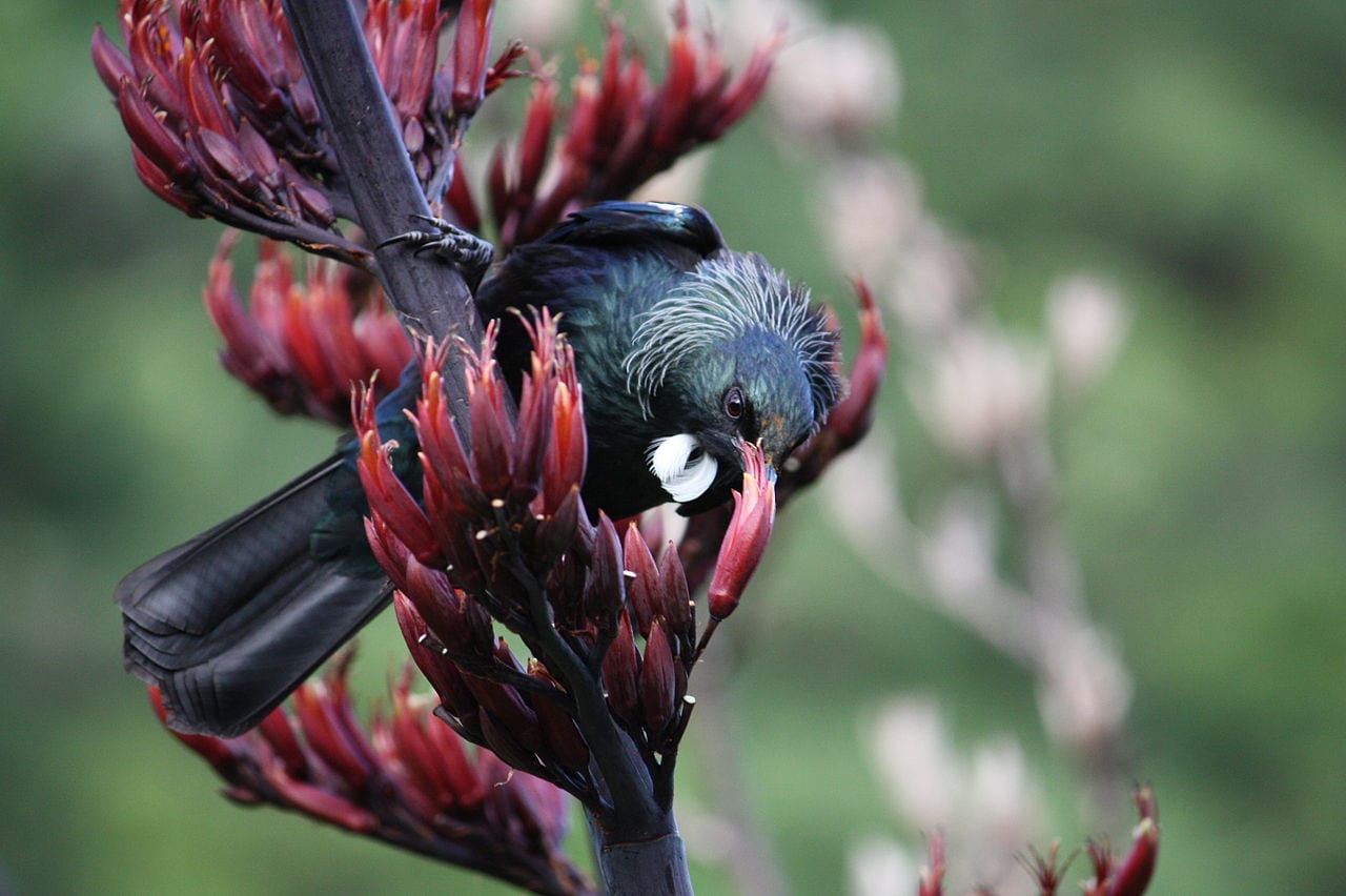 New Zealand Tui bird - Earth Buddies