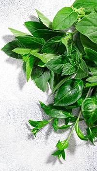 4 aswa - Earth Buddies