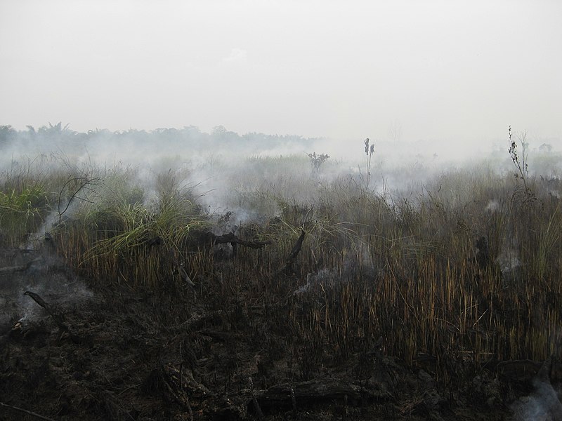 Peat_fire_in_Selangor,_Malaysia_on_5_June_2013 - Earth Buddies