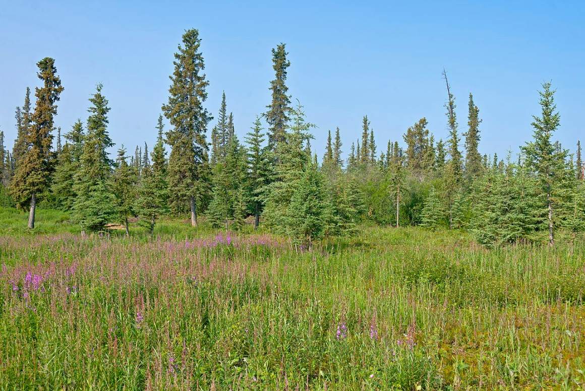 Earth's Largest Boreal Forest Shrinks as Time Goes On; What Will Happen ...