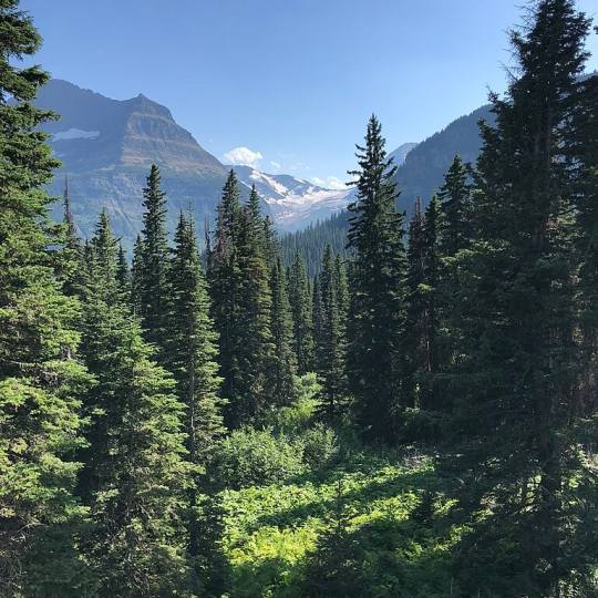 Pioneer Plants: What Is It, And What Does It Do?