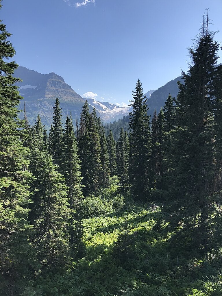 Boreal Forest. Photo by Anthromesimages Wikimedia Commons - Earth Buddies