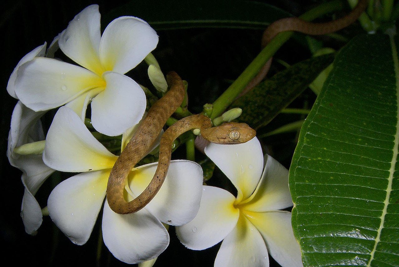 a Brown Tree Snake - Earth Buddies