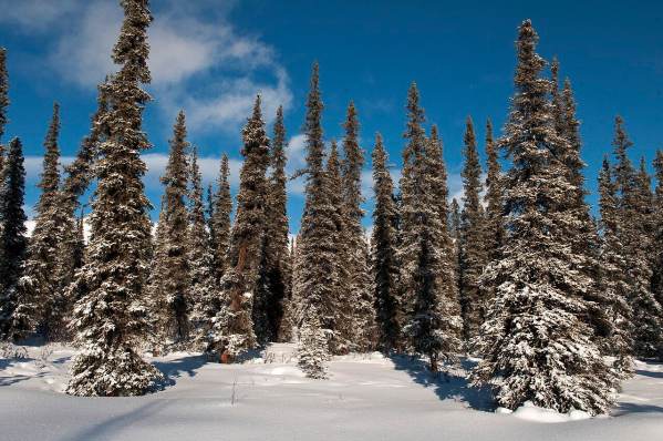Earth's Largest Boreal Forest Shrinks as Time Goes On; What Will Happen ...