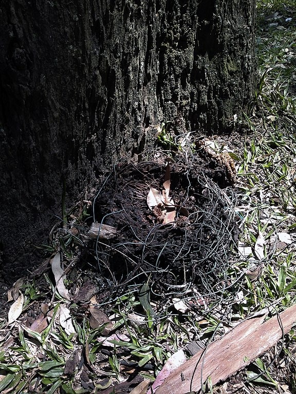 A fallen, abandoned nest. The nest was built with some plastic wires ...
