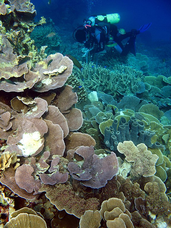 Coral reef in Karimunjawa National Park. Photo by Fakhrizal Setiawan ...