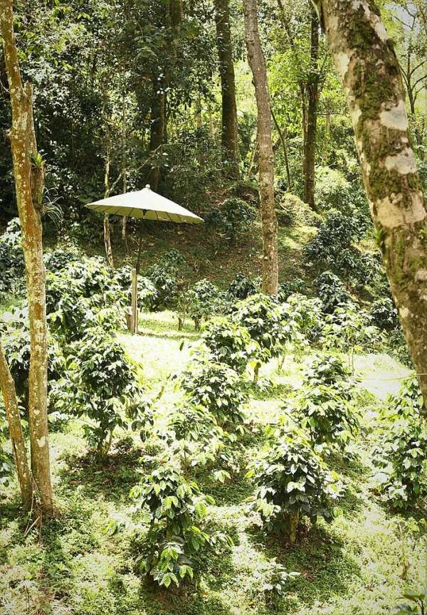Can Coffee Farms Help Improve Animal and Plant Biodiversity?