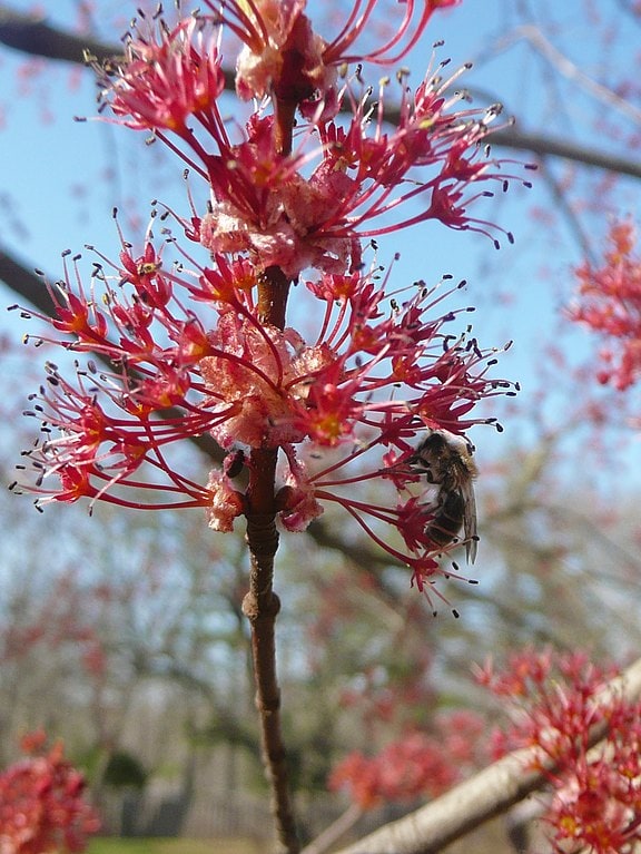 a bee perching on sugar maple flowers - Earth Buddies