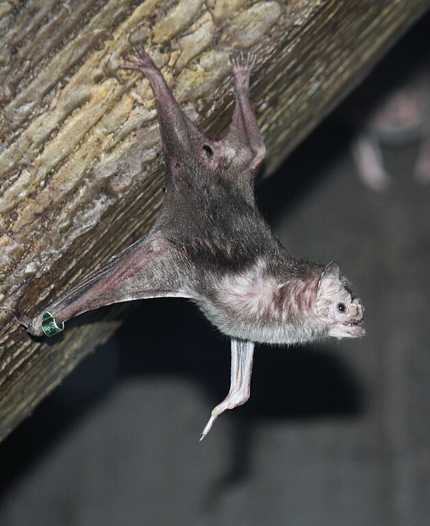a vampire bat. Photo by Ltshears Wikimedia Commons - Earth Buddies
