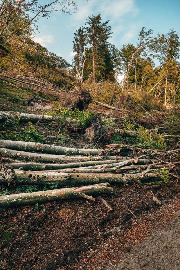 Devastated forest with tree trunk ripped out during the severe s ...