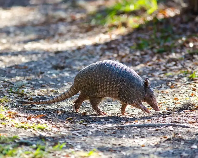 1620px-nine-banded-armadillo-santa-ana-national-wildlife-refugejpg ...