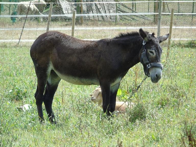 Surprising Facts About Donkeys