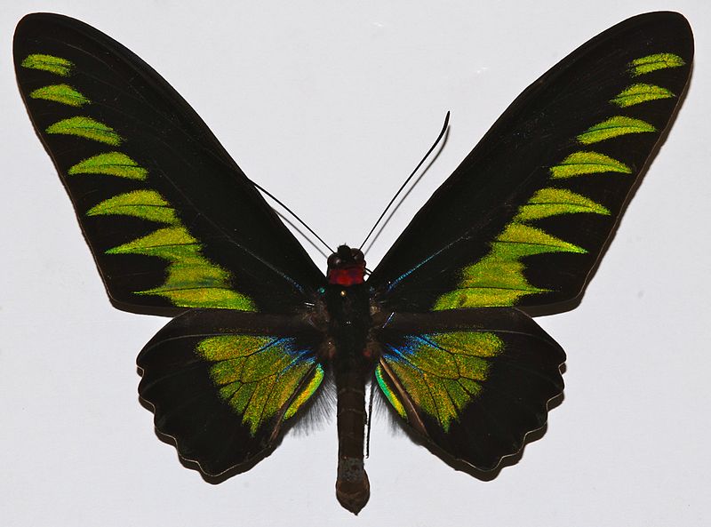 800px-Rajah_Brooke's_Birdwing_(Trogonoptera_brookiana_albescens)_male_ ...