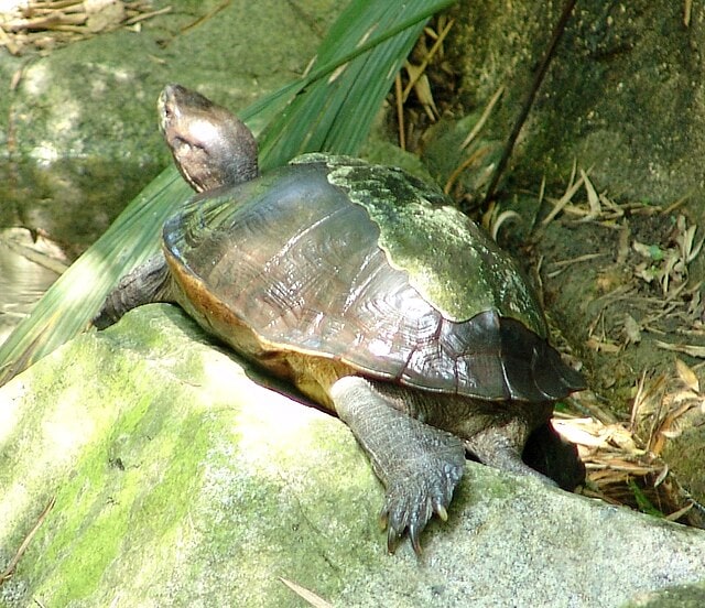 Giant_Asian_Pond_Turtle_heosemys_grandis (wikimedia commons) - Earth ...
