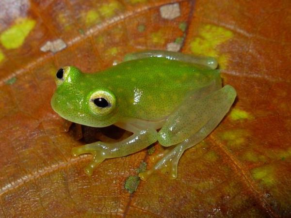 Glass Frogs and Their Crystal Clear Lives