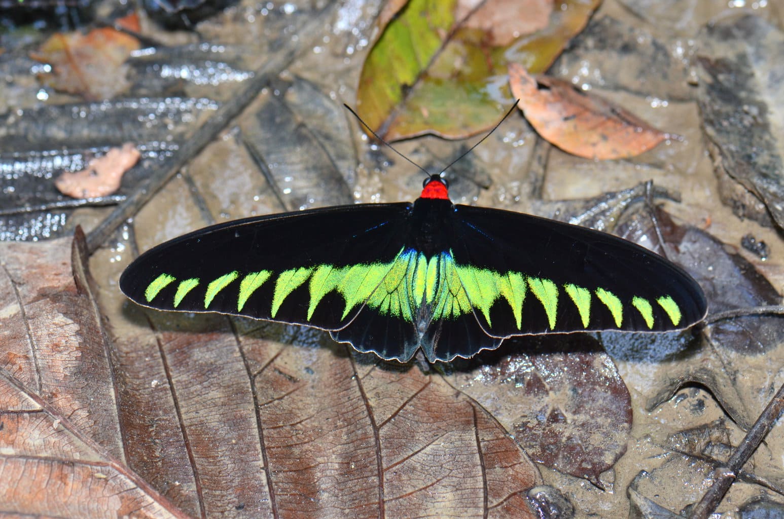 Rajah_Brooke's_Birdwing_(Trogonoptera_brookiana) (Wikimedia Commons ...