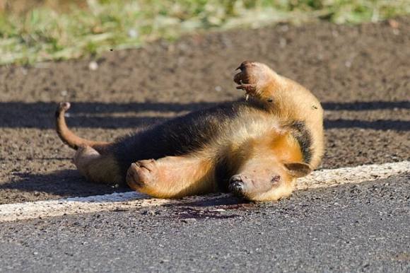 The Smelliest Animals in the World