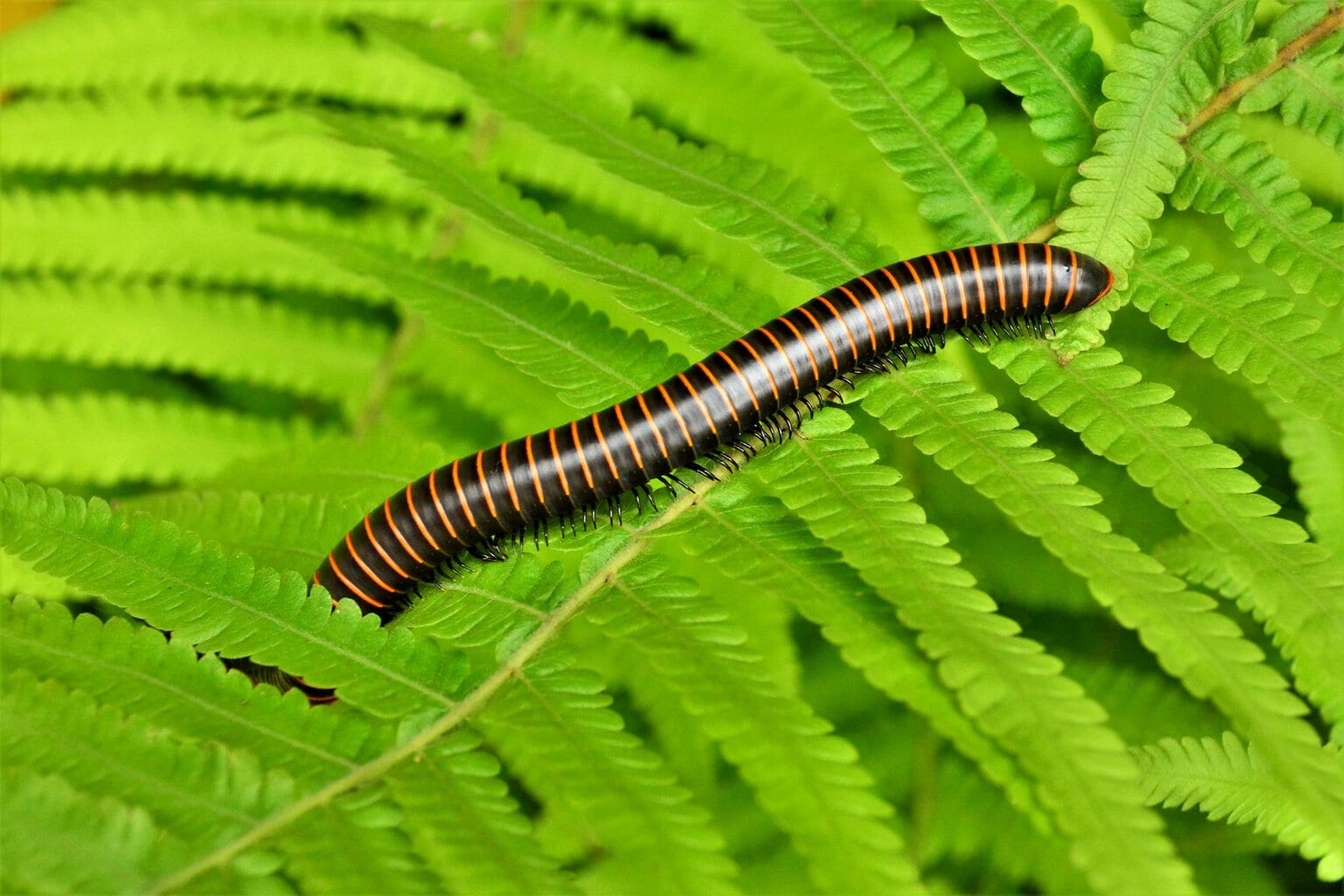 milipede on leaf (wikimedia commons) - Earth Buddies