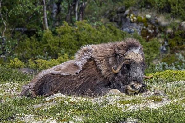 The Smelliest Animals in the World