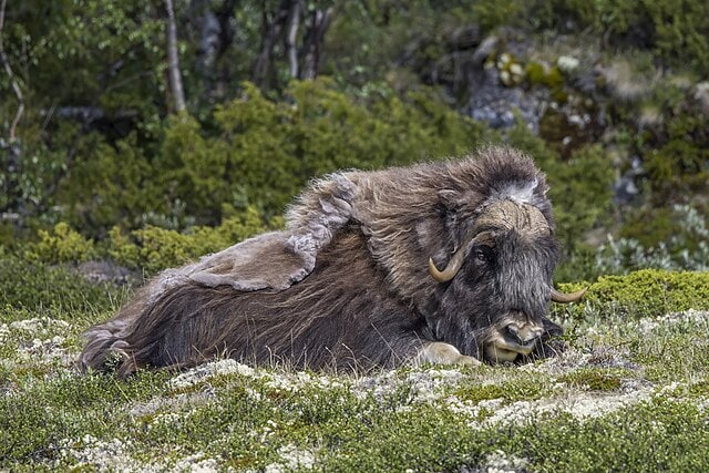 musk ox (Wikimedia COmmons) - Earth Buddies
