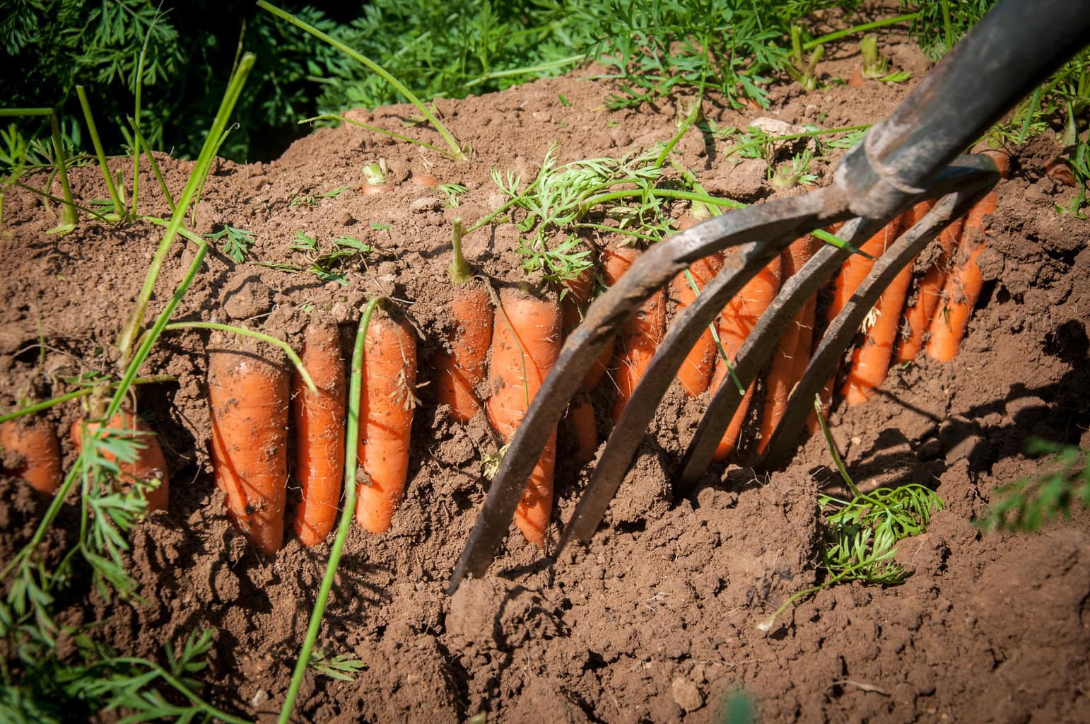 Top 8 Must-Have Green Farming Equipment for Small-Scale Farmers