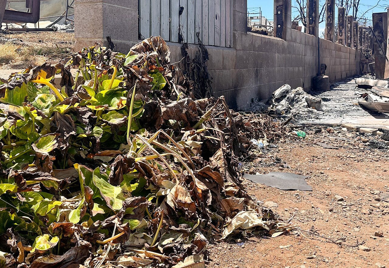 Lahaina burned by wild fire - Earth Buddies