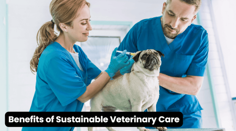 Sustainable Veterinary Care: A Guide for Eco-Friendly Clinics
