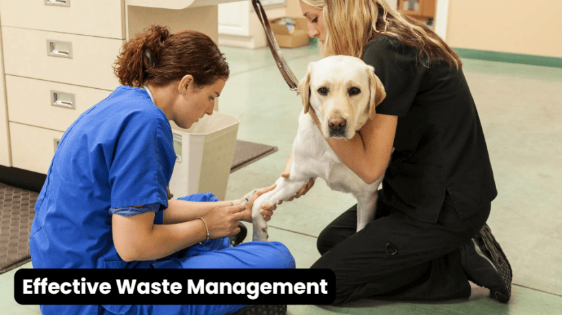 Sustainable Veterinary Care: A Guide for Eco-Friendly Clinics