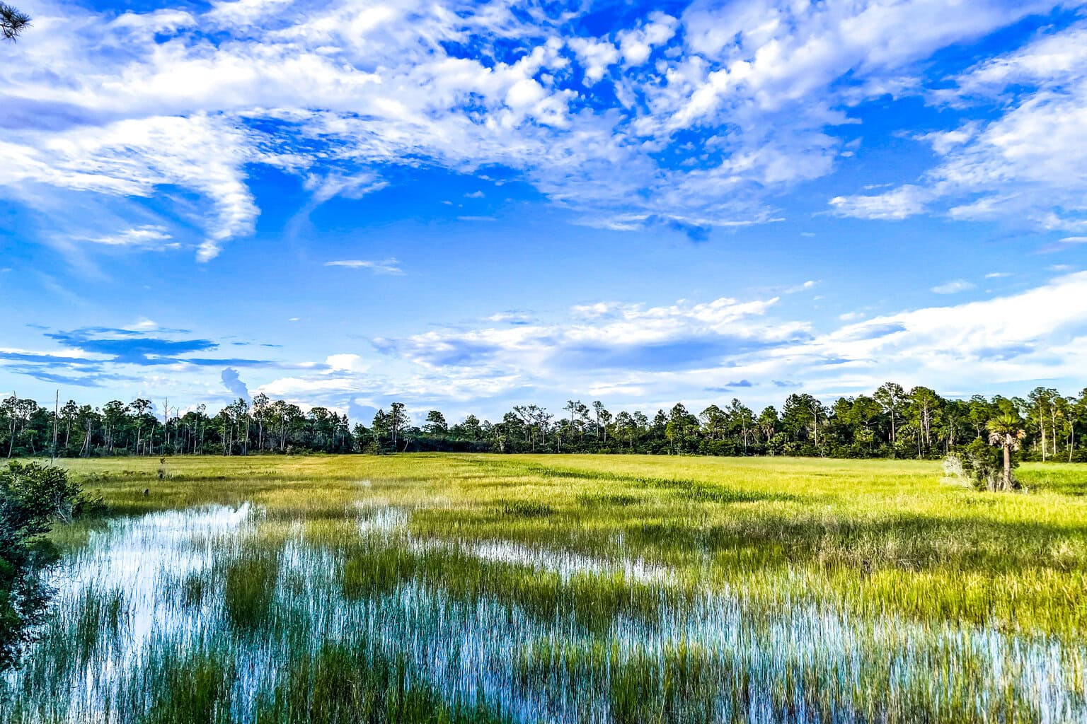 Louisiana Marsh pond - Earth Buddies