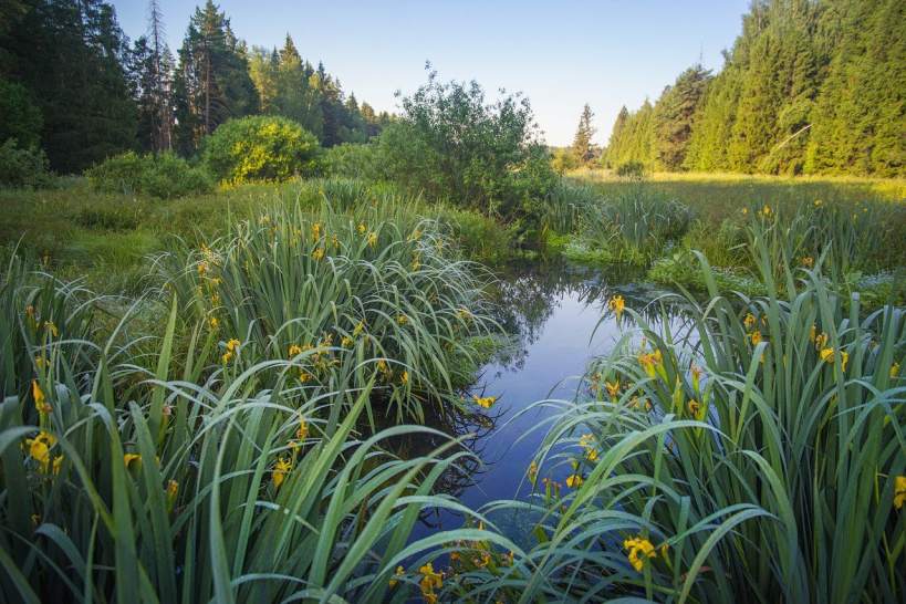How to Implement Floating Wetlands for Cleaner Waterways