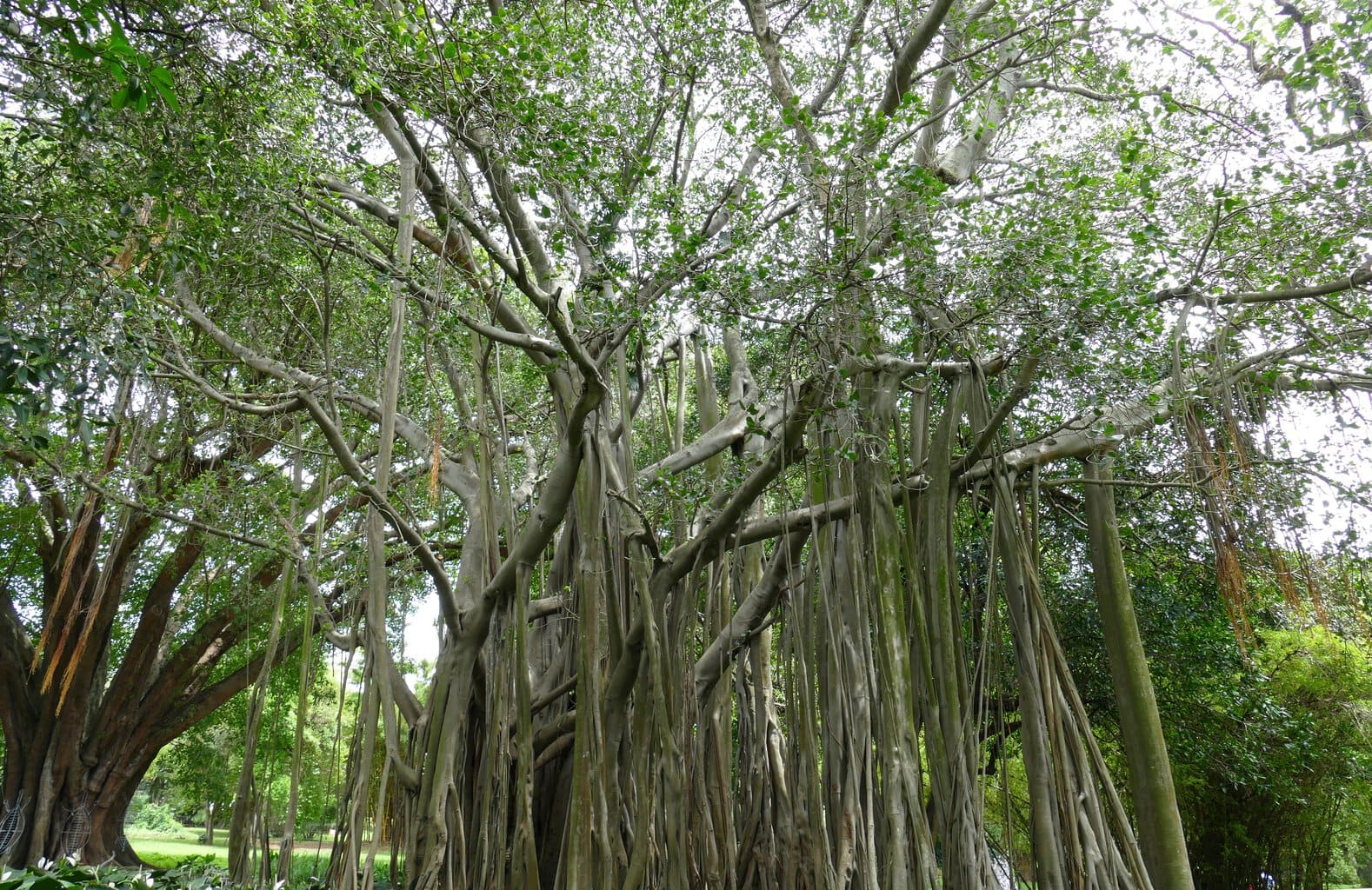 Banyan_Tree_(Ficus_benghalensis)_(Wikimedia Commons) - Earth Buddies