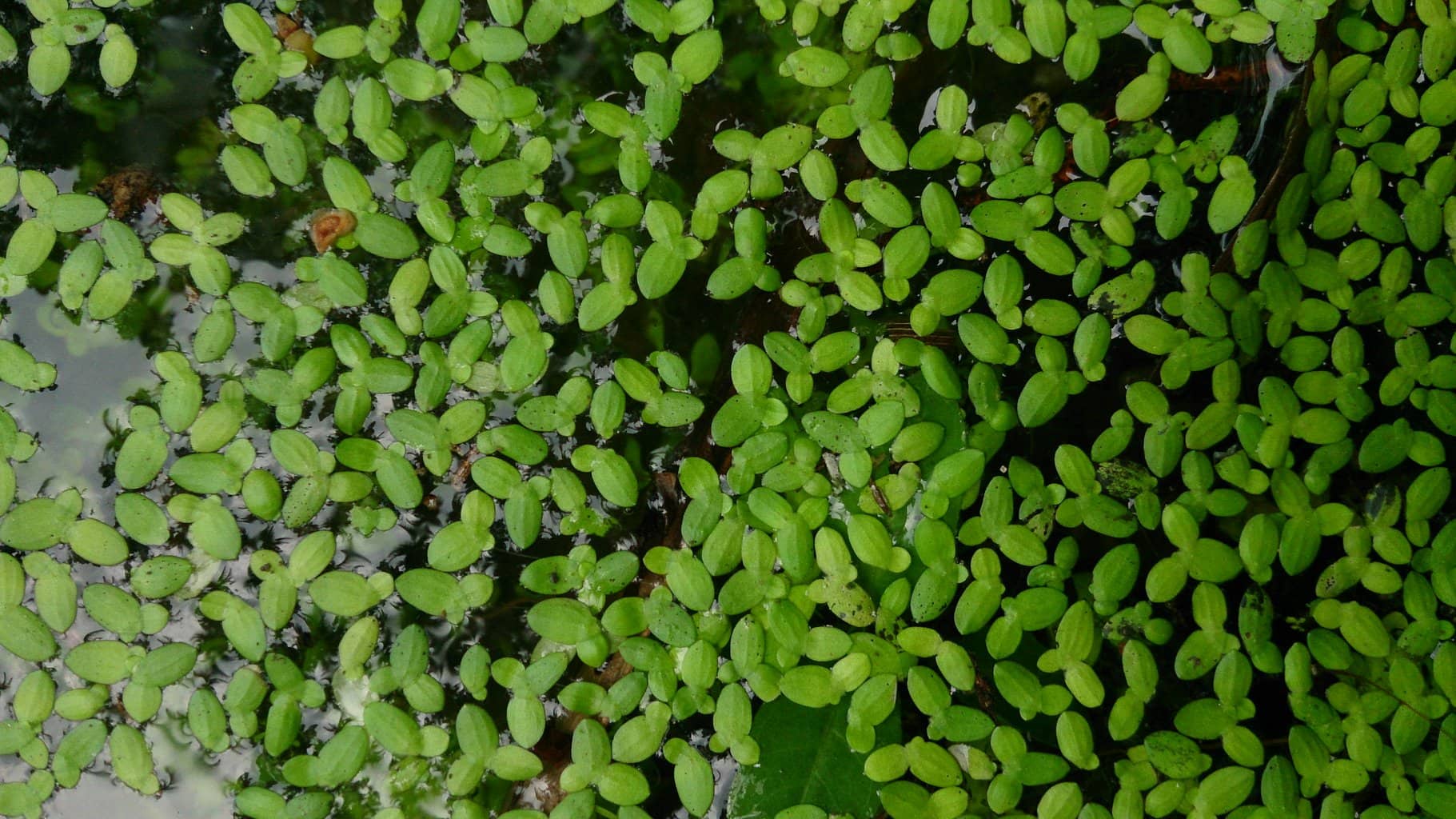 How Duckweed Affects the Environment