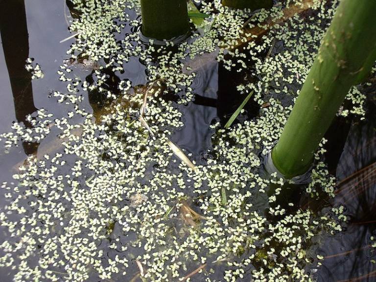 How Duckweed Affects the Environment