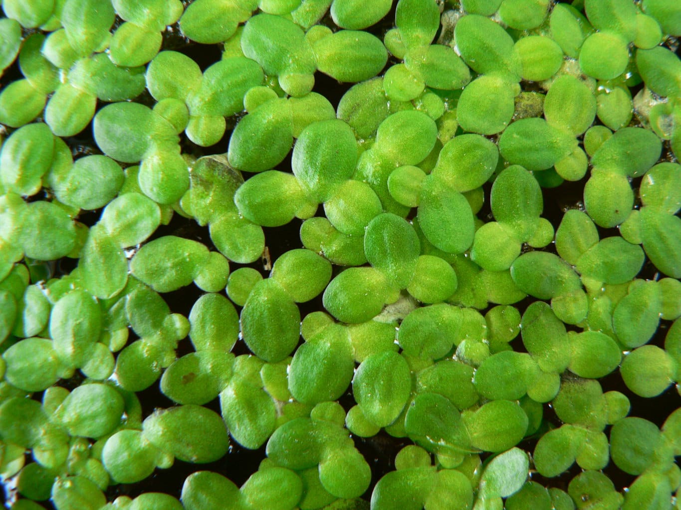 How Duckweed Affects the Environment