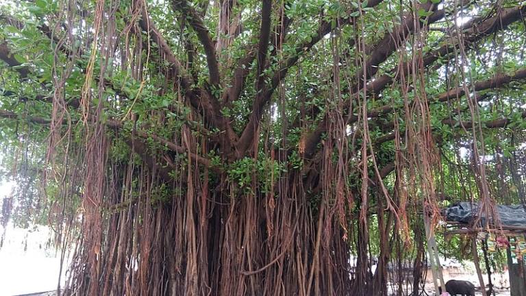 How Planting Trees Like Banyan and Bamboo Can Treat Water Sources