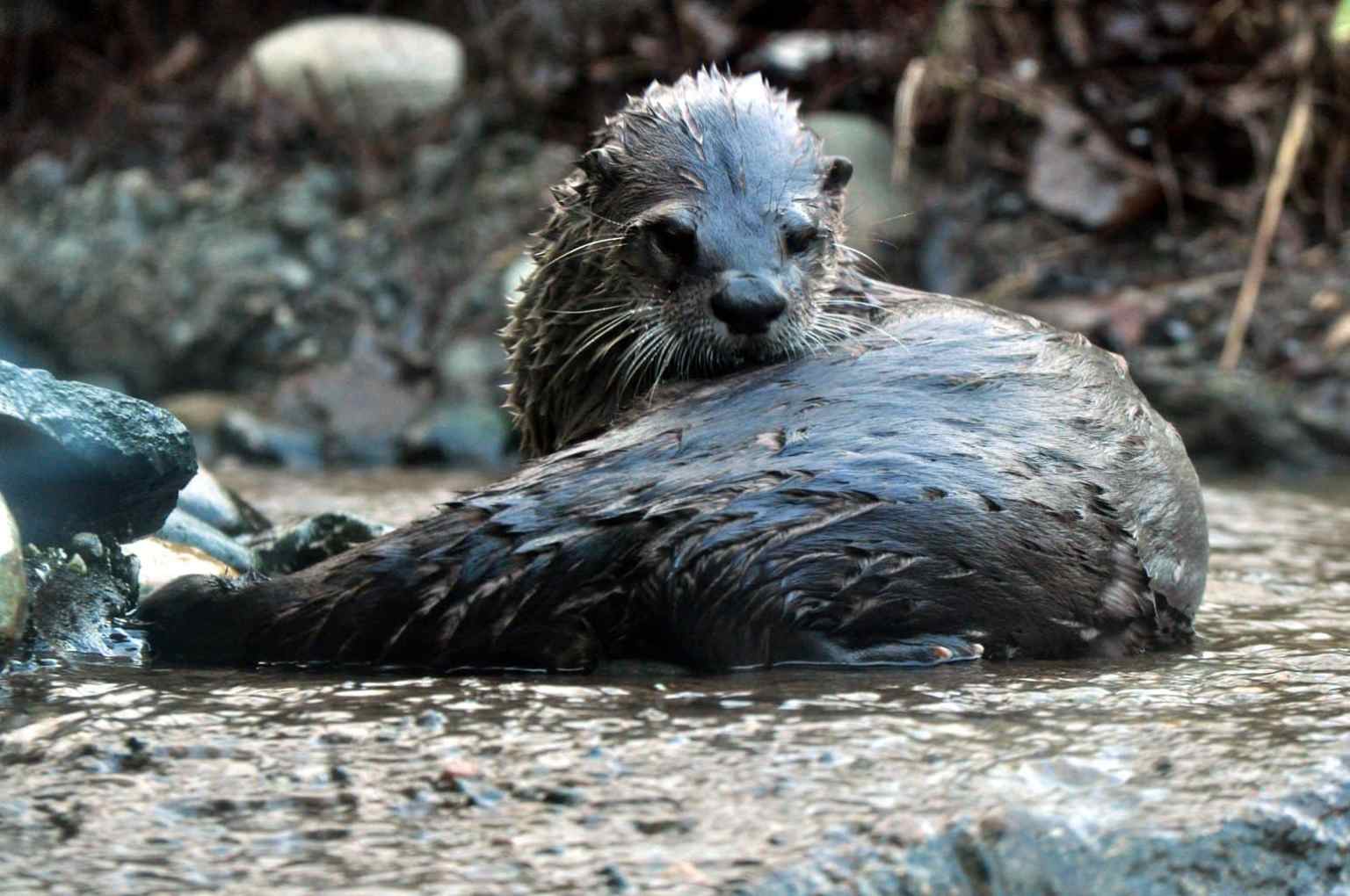 Let’s Know Better about River Otters
