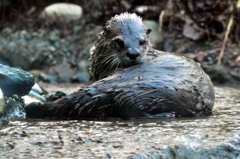 Let’s Know Better about River Otters
