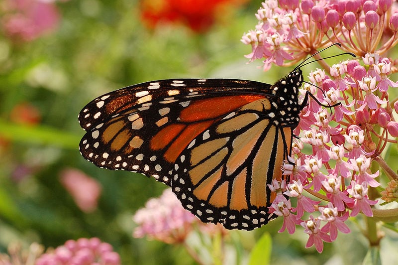 milkweed Monarch_Butterfly_Danaus_plexippus_Milkweed (Wikimedia Commons ...