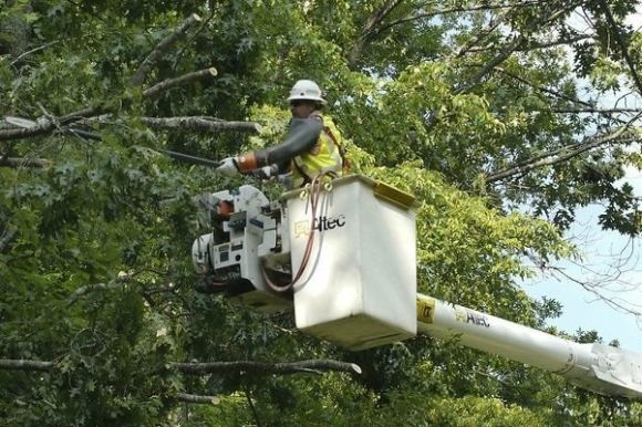 Tree Trimming and Removal - A Guide to Caring for Your Landscape