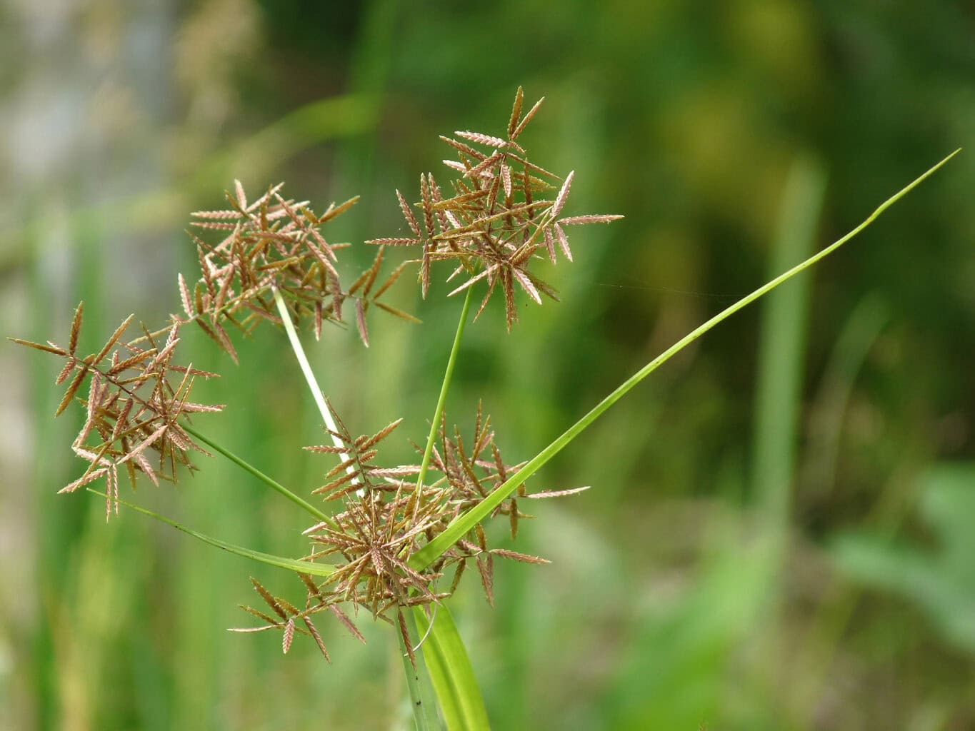 Benefits of a Common Weed, in Nutgrass