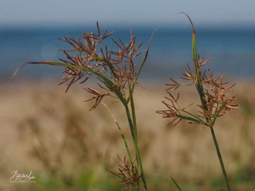 Benefits of a Common Weed, in Nutgrass