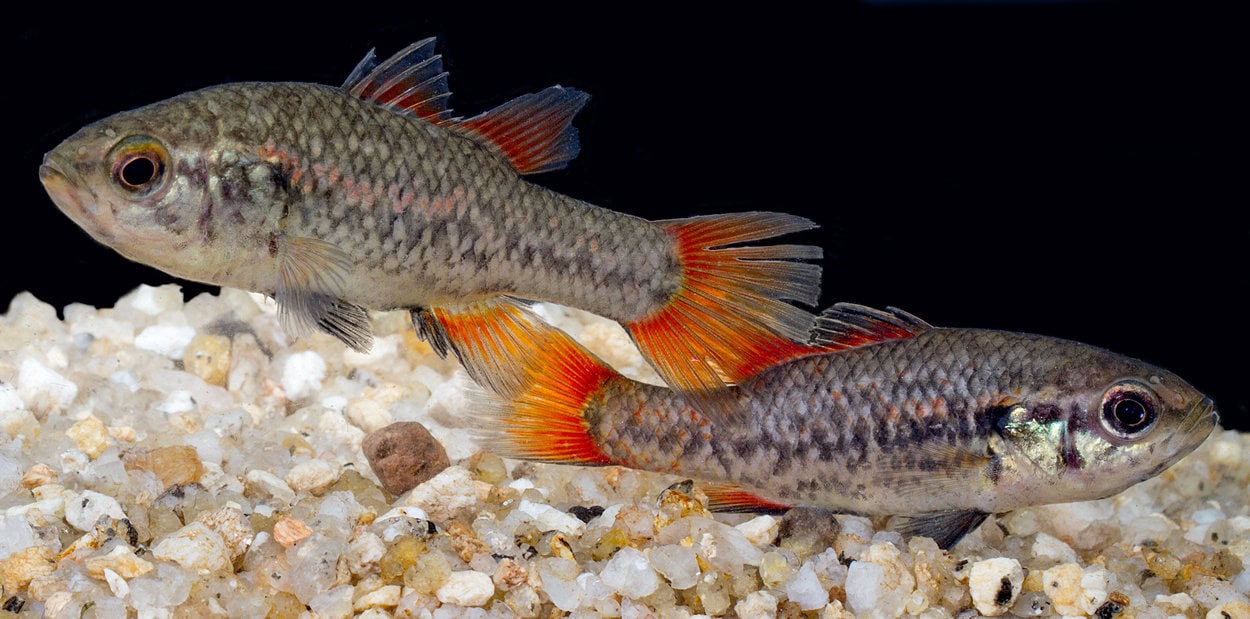 Southern Pygmy Perch. Photo by David Paul / Museums Victoria Wikimedia ...