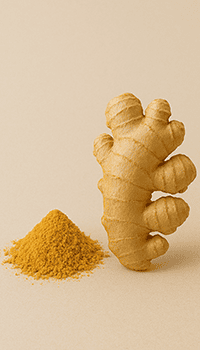 6 Ceylon Ginger - Earth Buddies