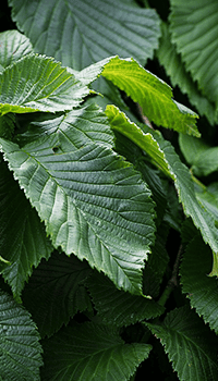 8 Elm Bark - Earth Buddies