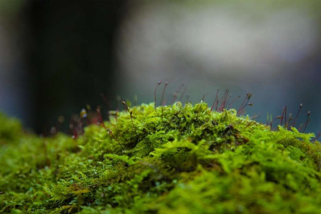 Photo by Ice Tea - Earth Buddies