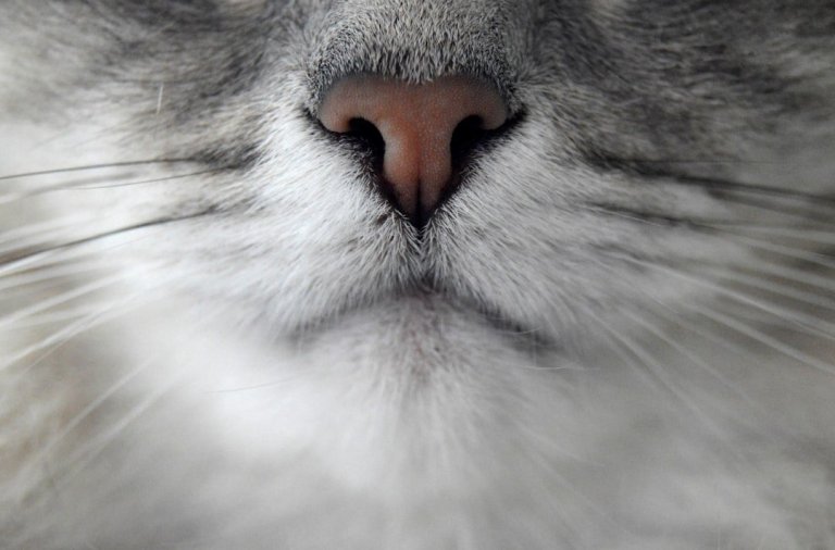 Fascinating Facts About Cat Whiskers