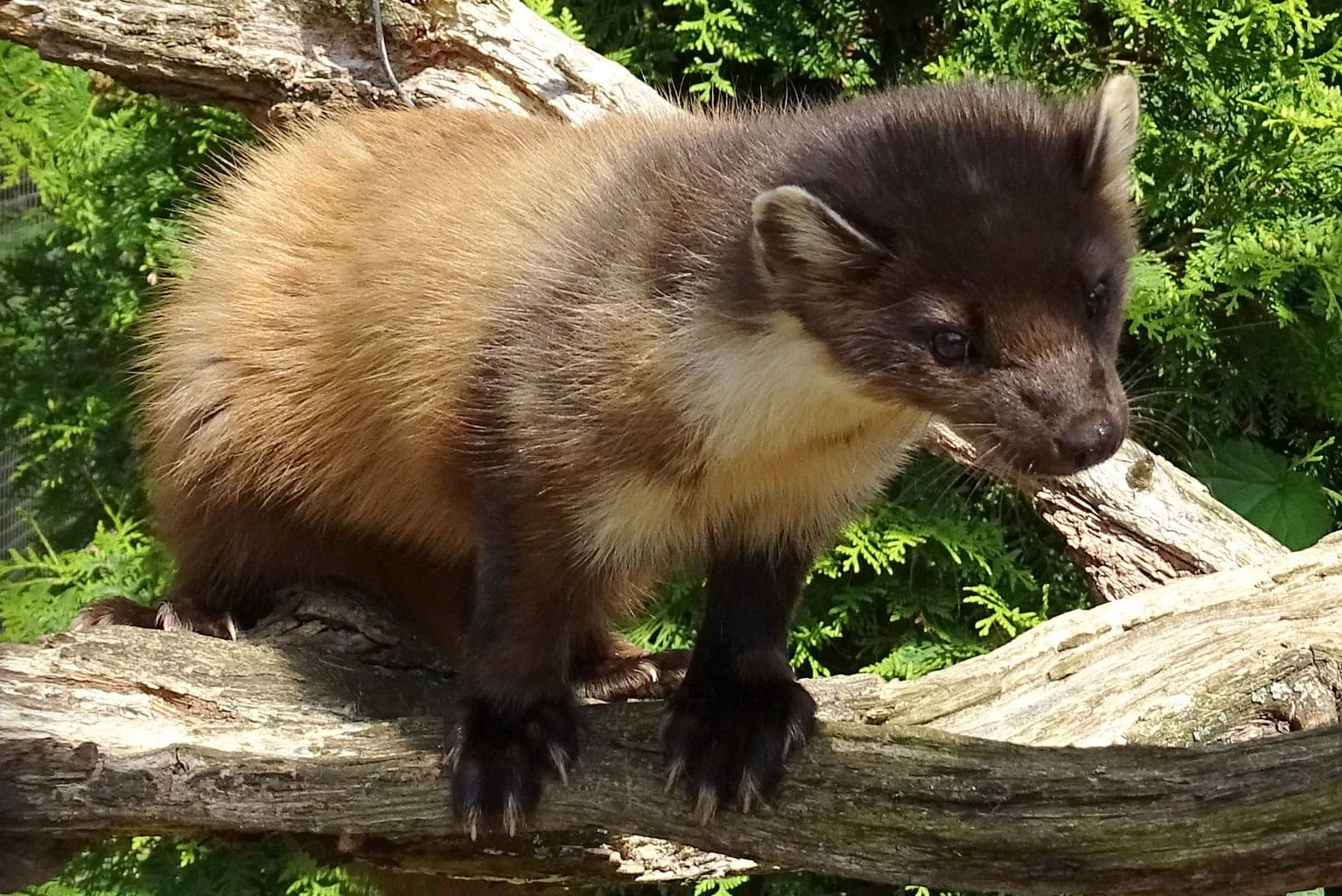 Pine_Marten_pine marten (wikimedia commons) - Earth Buddies