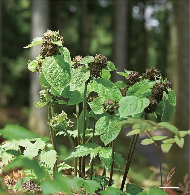 Vincetoxicum_nakaianum (Wikimedia Commons) - Earth Buddies