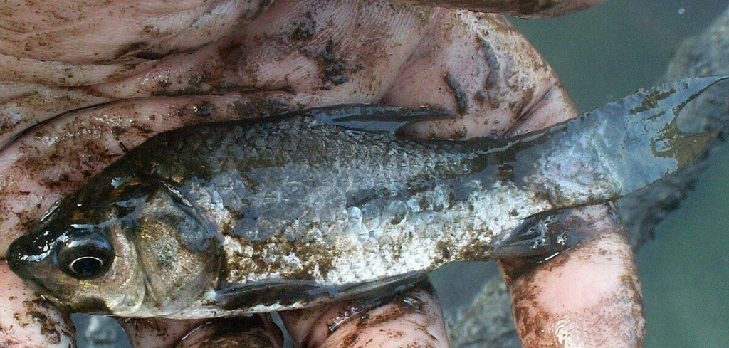 Is This Why Fish Rain Happen?